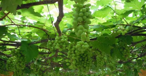 Tutorial Teknis Budidaya Anggur (Vitis vinivera) Untuk Pemula