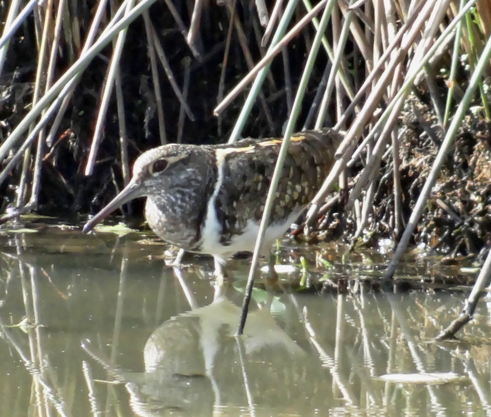 sunshinecoastbirds: Australian Painted Snipe at Parklakes