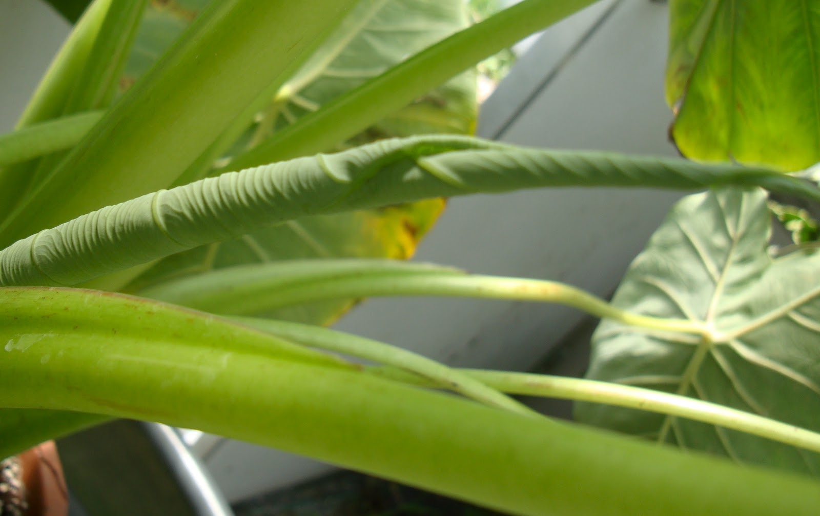 Taste of Nepal: Karkalo-Gaava-Pidhaalu - Taro (कर्कलो-गाभा-पिँडालु)