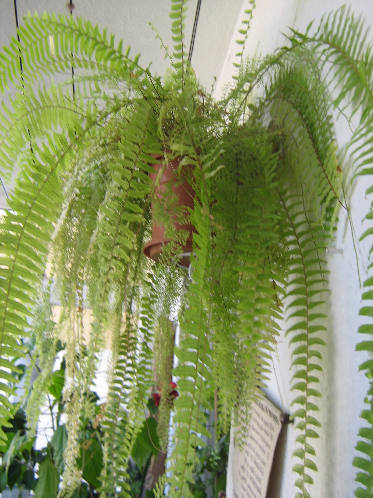 Vorbe de verde: FLORI DE CAMERA