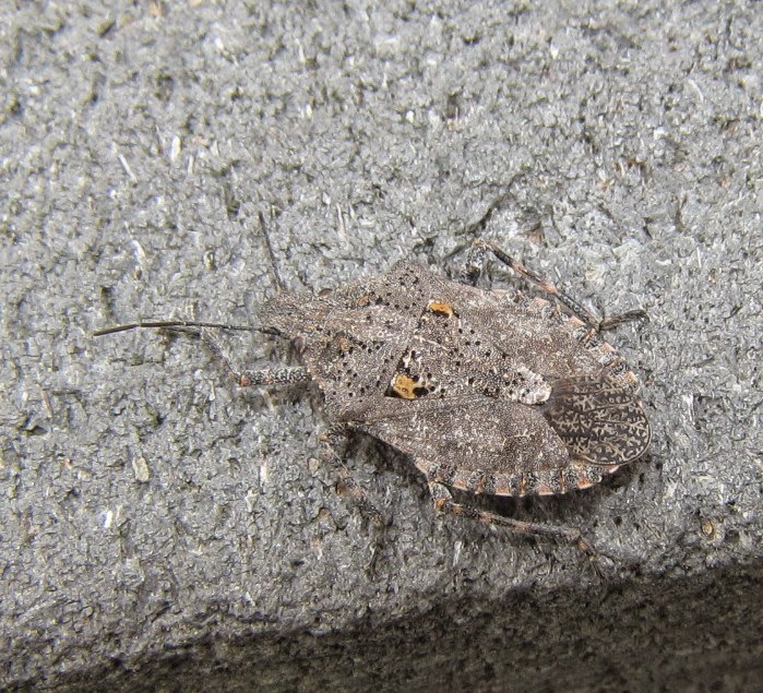 Bug Eric: Rough Stink Bugs