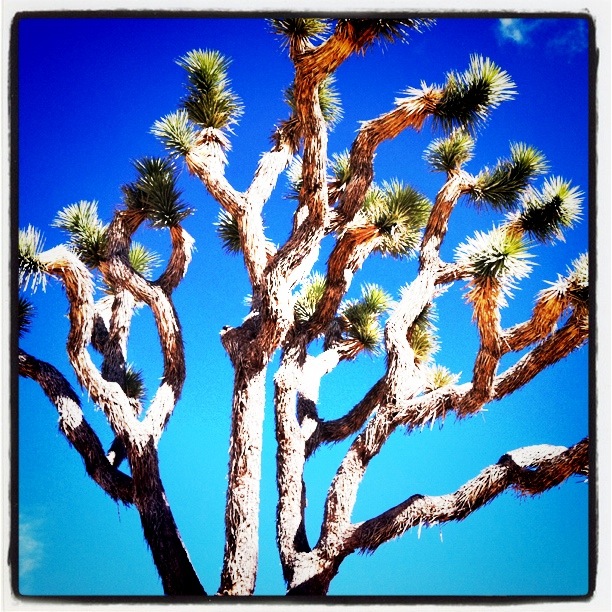 alisaproctor.com: Color A Day #13 - Joshua Tree Green