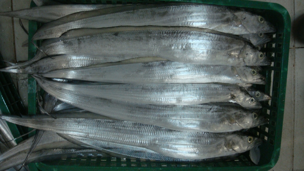 DK's Diary: Teknik Memancing Ikan Layur