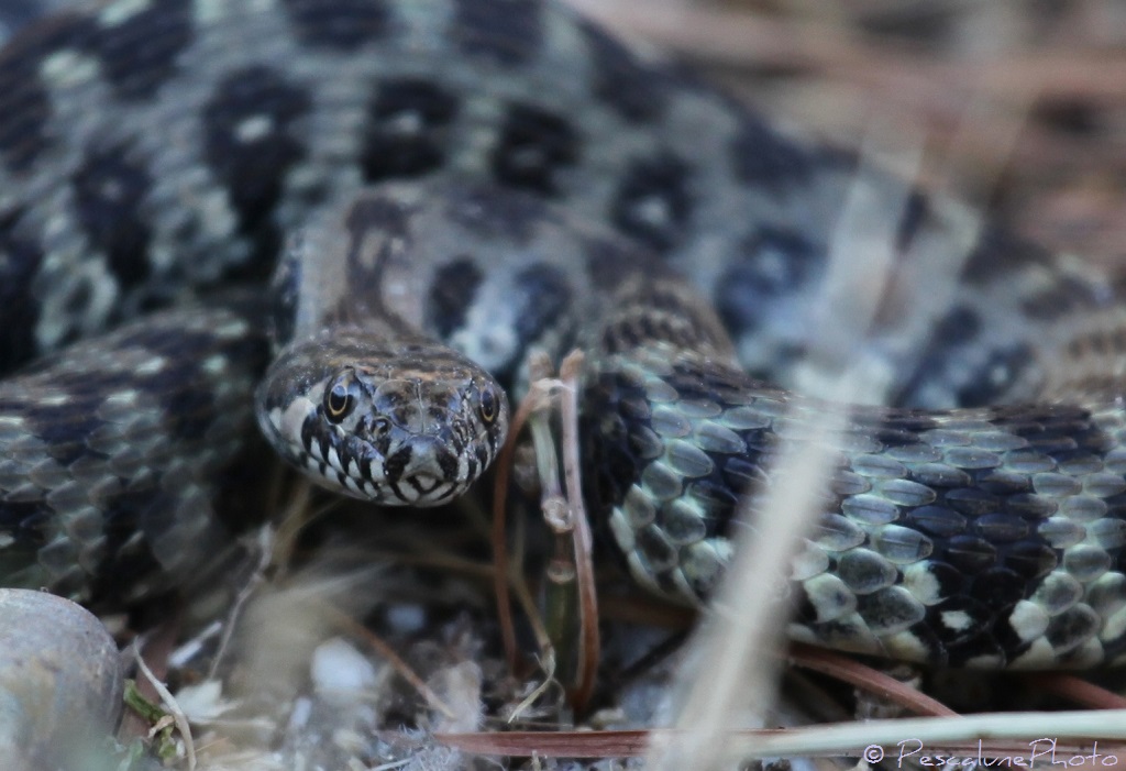 Pescalune Photo: Couleuvre vipérine (Natrix maura), Viperine water snake