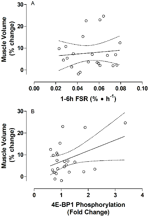 Important Insights into Muscle Growth: Muscle Breakdown & Protein ...