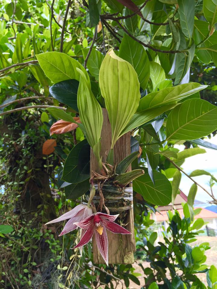 Paphinia neudeckeri care and culture | Travaldo's blog