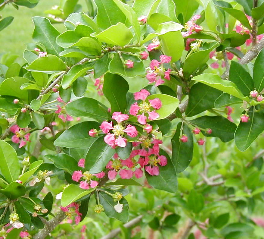 RoofGrown - Growing the Future: 2015