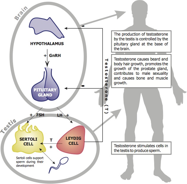 Do You know That " How Hormones Control Our Life ? " | Fact of Fats