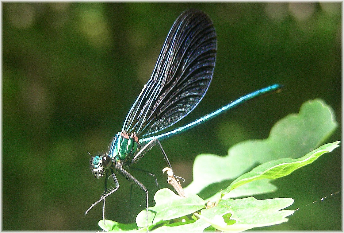 Animals of the world: Libelula azul