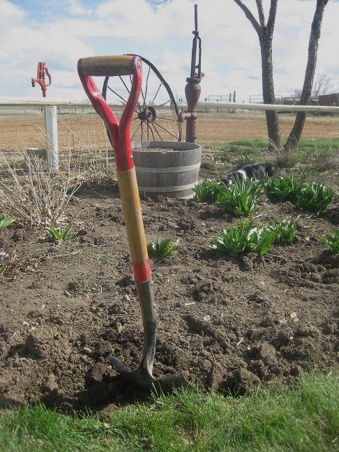 Gumbo Lily: I'm diggin' it....