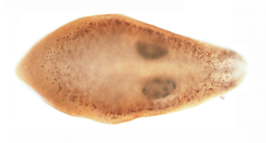 Real Monstrosities: Acoela