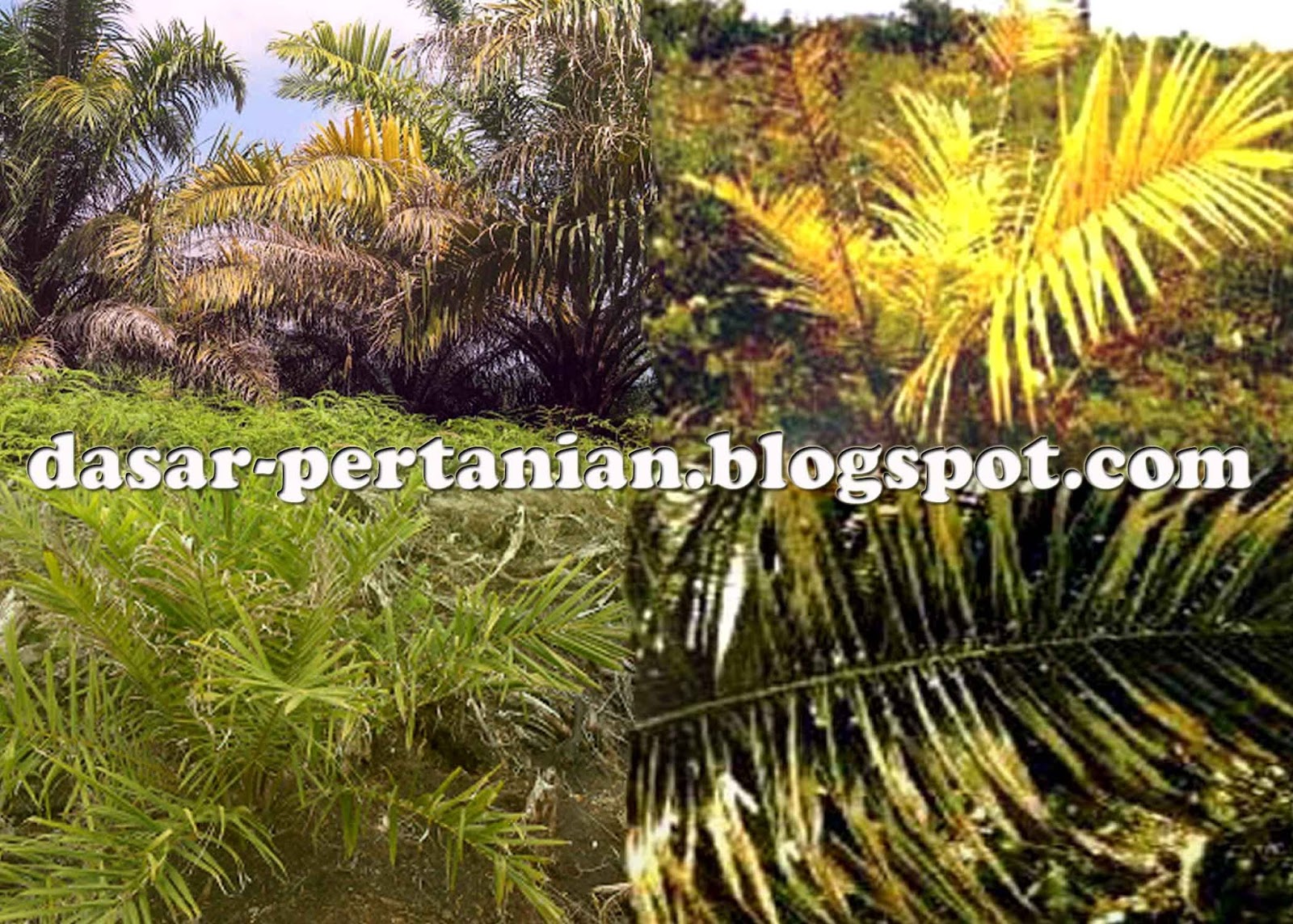 Tips Mengatasi Daun Kelapa Sawit Yang Menguning - saung petani