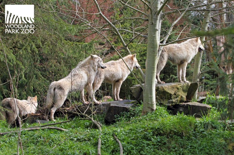 Wild Possibilities: Wolves, Frogs and Living Northwest