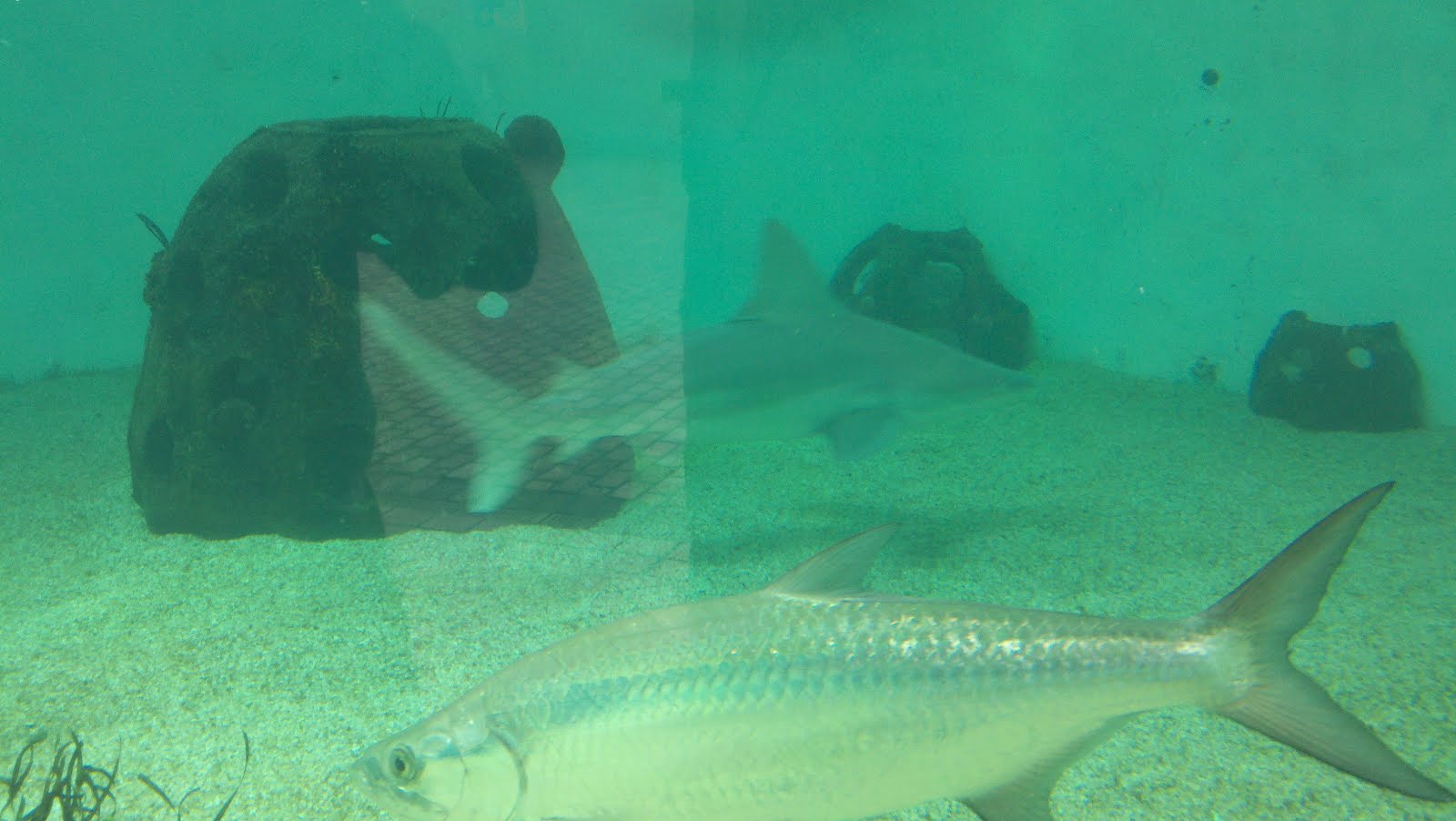 The Shekel - Coins, Law, and Commentary: Florida Trip - Oh, The Hugh ...