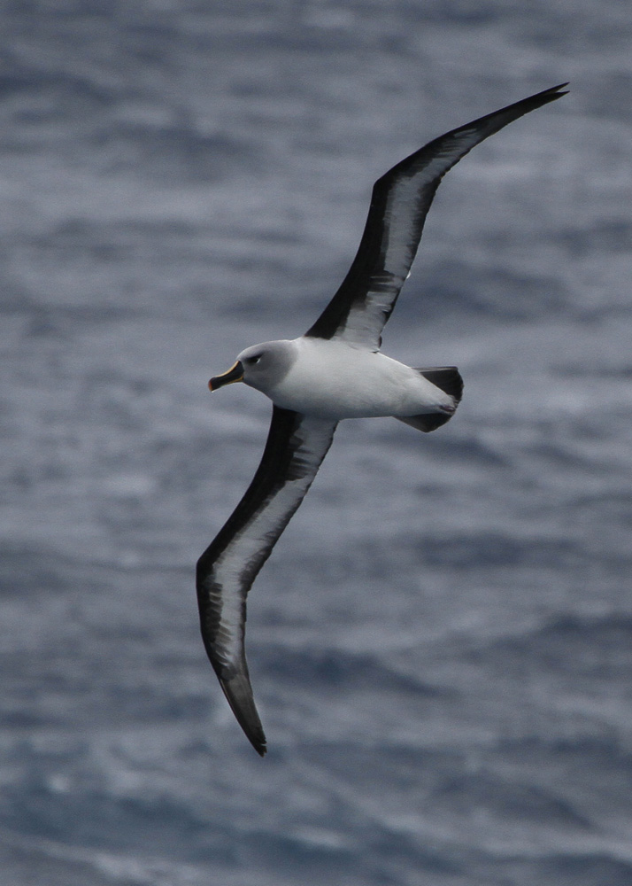 Travels with birds: The Drake Passage