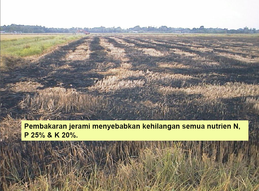 MUSUH ALAMI-PREDATOR: Pengurusan jerami padi