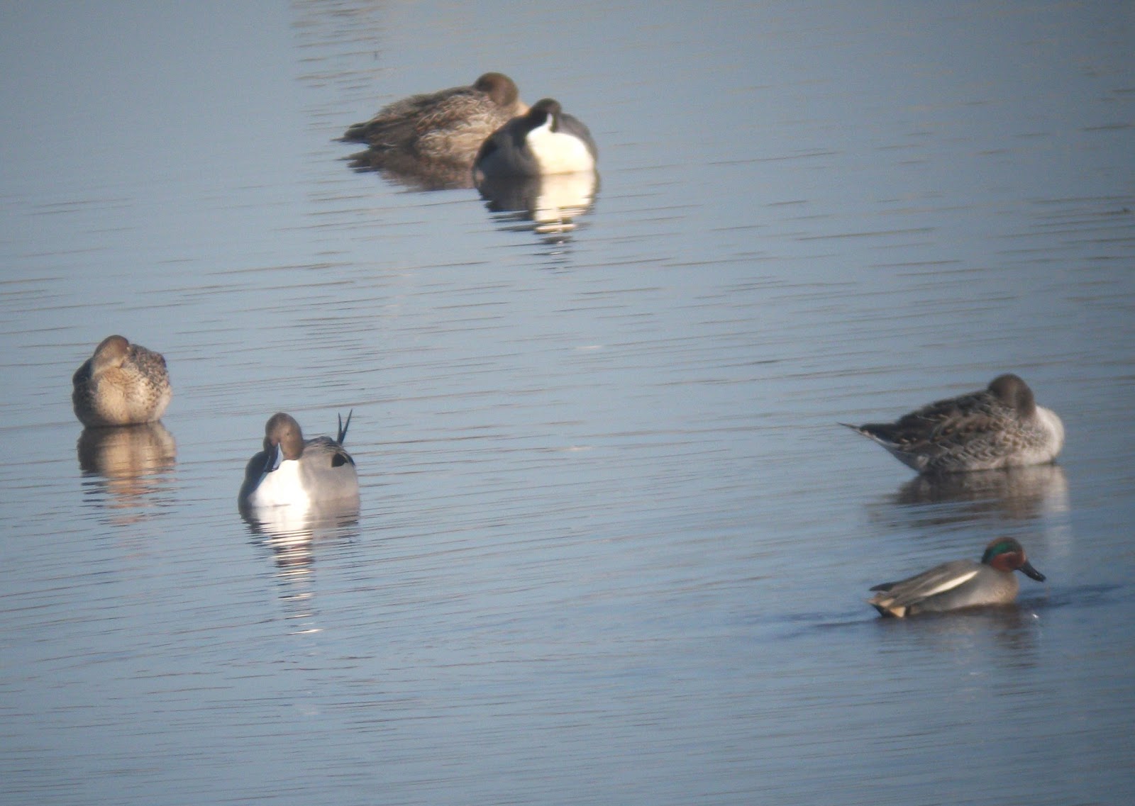 We Bird North Wales: Malltraeth Cob
