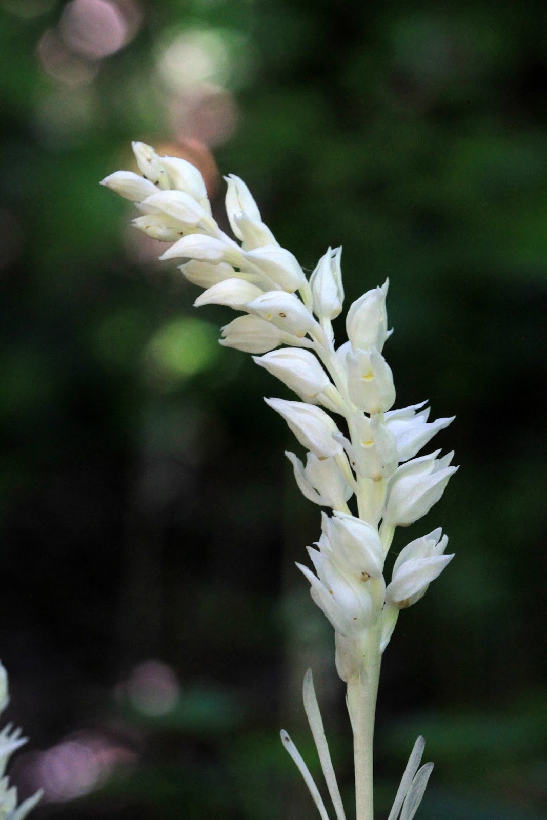 Native Orchids of the Pacific Northwest and the Canadian Rockies (and ...
