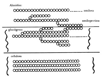 IES POETA GARCÍA GUTIÉRREZ - BIOLOGÍA 2º BACHILLERATO: ALMIDÓN Y ...