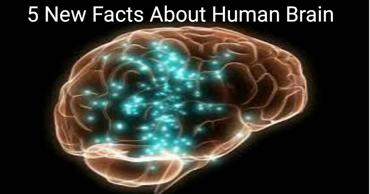 interesting new facts about the brain - ThaNewFacts