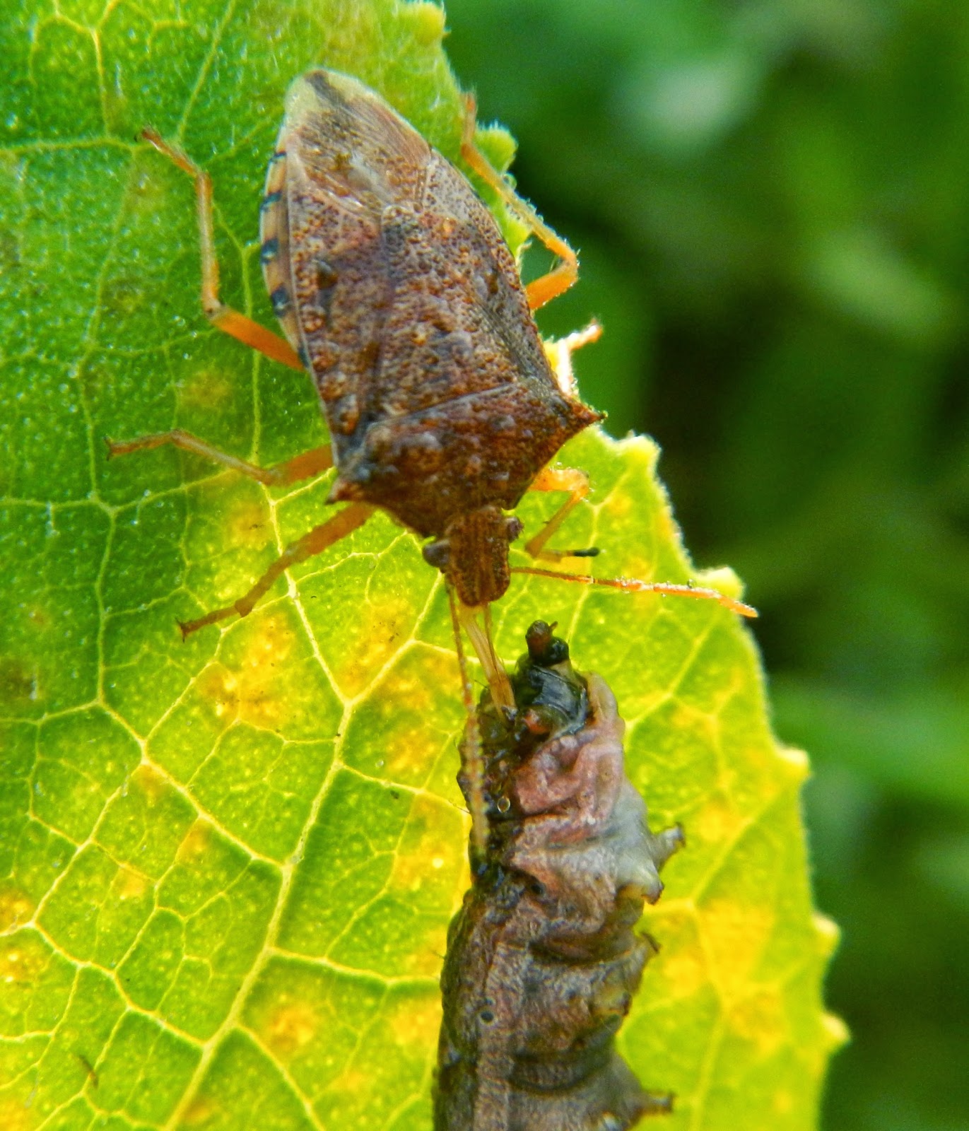 SquashBugBlog: Squash bugs vs spined soldier bug