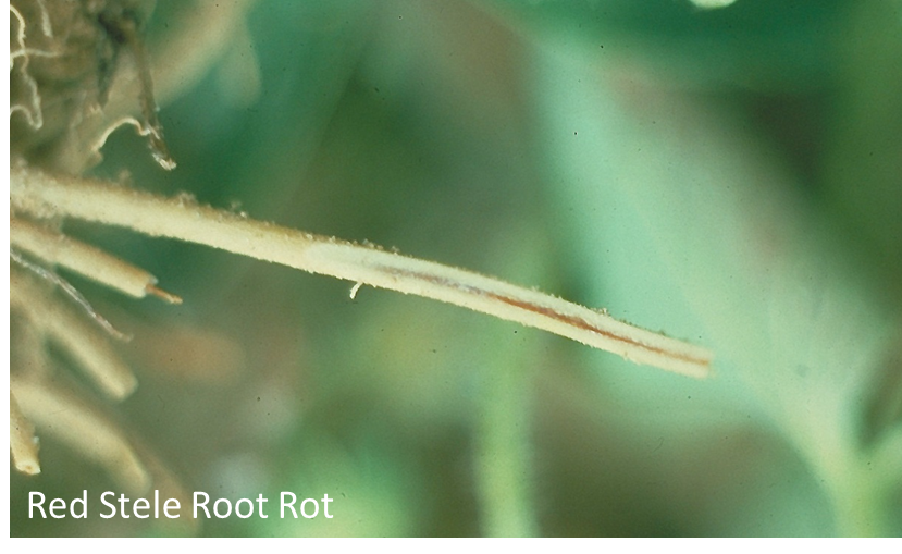 UK - Diseases of Fruit Crops & Ornamentals: Crown Rot of Strawberry