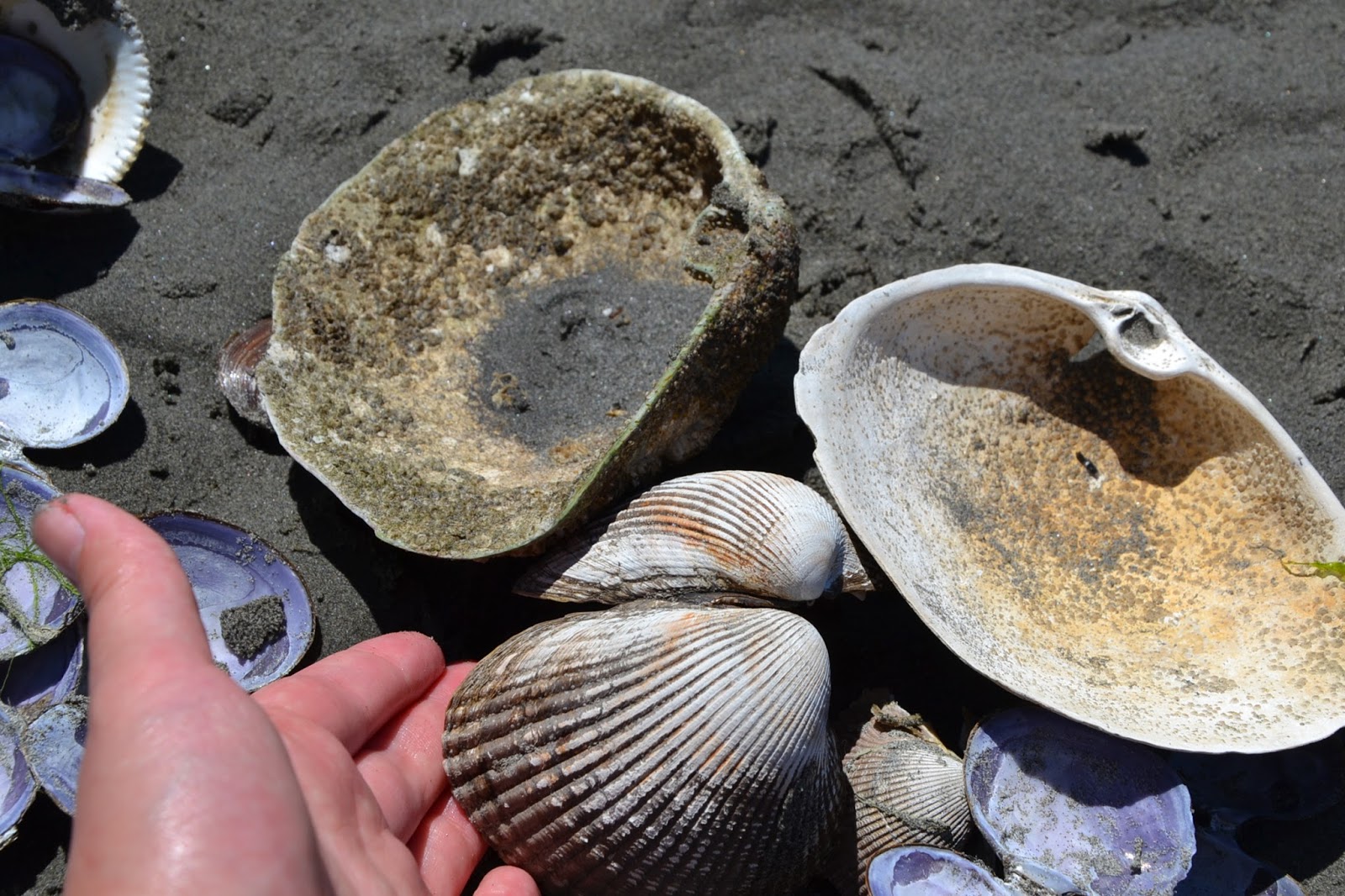 CANADA – VANCOUVER AND SURROUNDINGS - White Rock Beach | On a journey ...