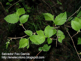 En el ecotono: Los frutos de los olmos