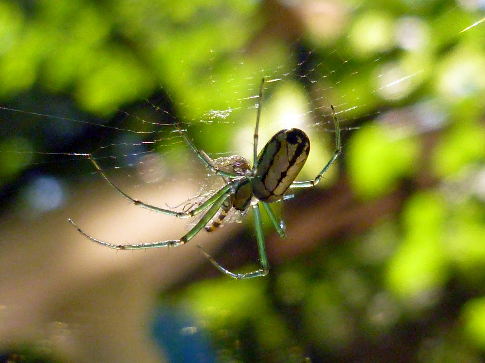Nature Works Photography: Orchard orb weaver spider