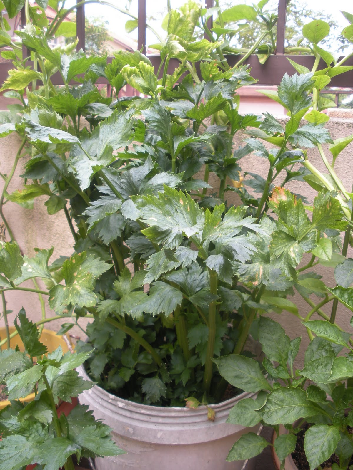 On The Green Side Of Life Growing Celery In Containers