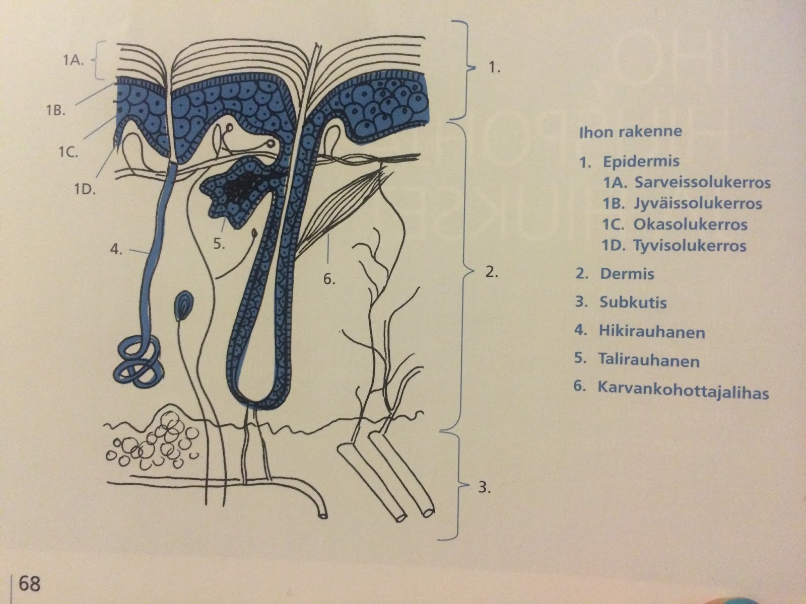 Tiamatildan hiusblogi: Iho ja hiukset tehtävä