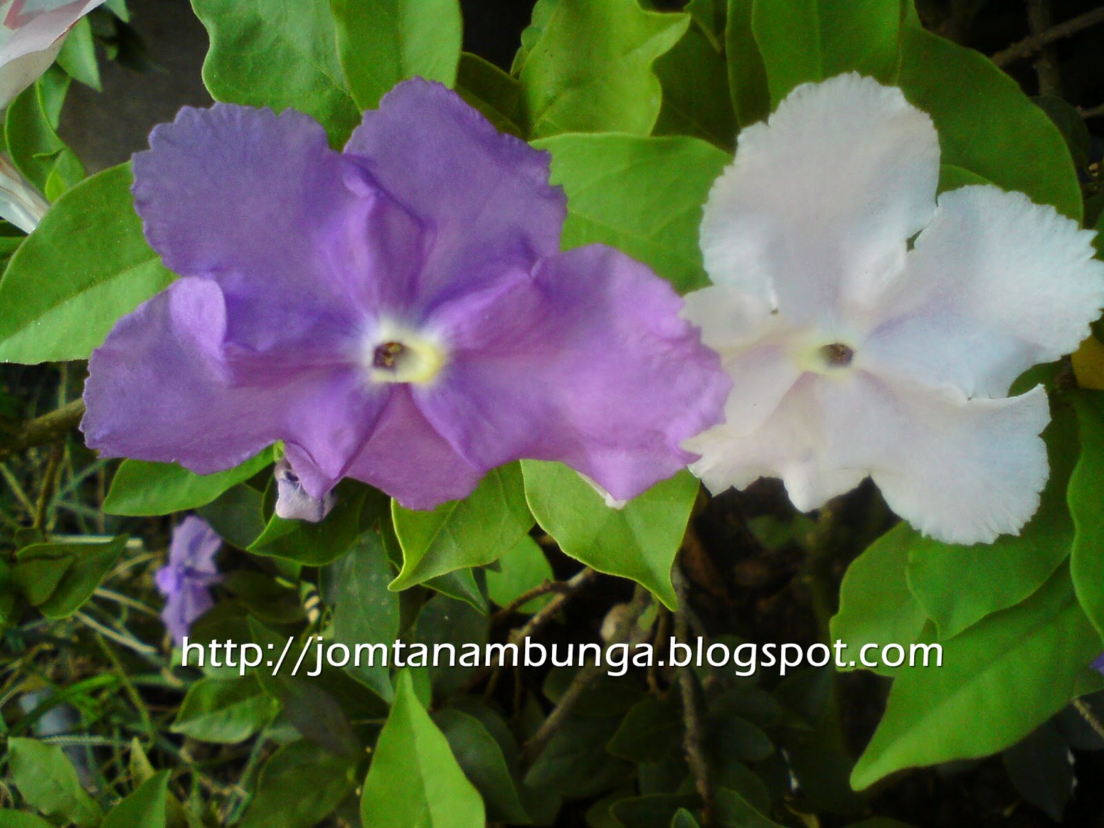 JENIS-JENIS BUNGA: Bunga Pakai Bedak