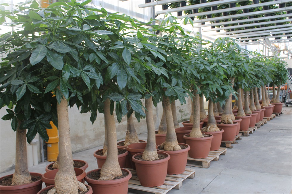 DAFTAR HARGA TANAMAN: Pohon Uang | Tanaman Pachira Aquatica