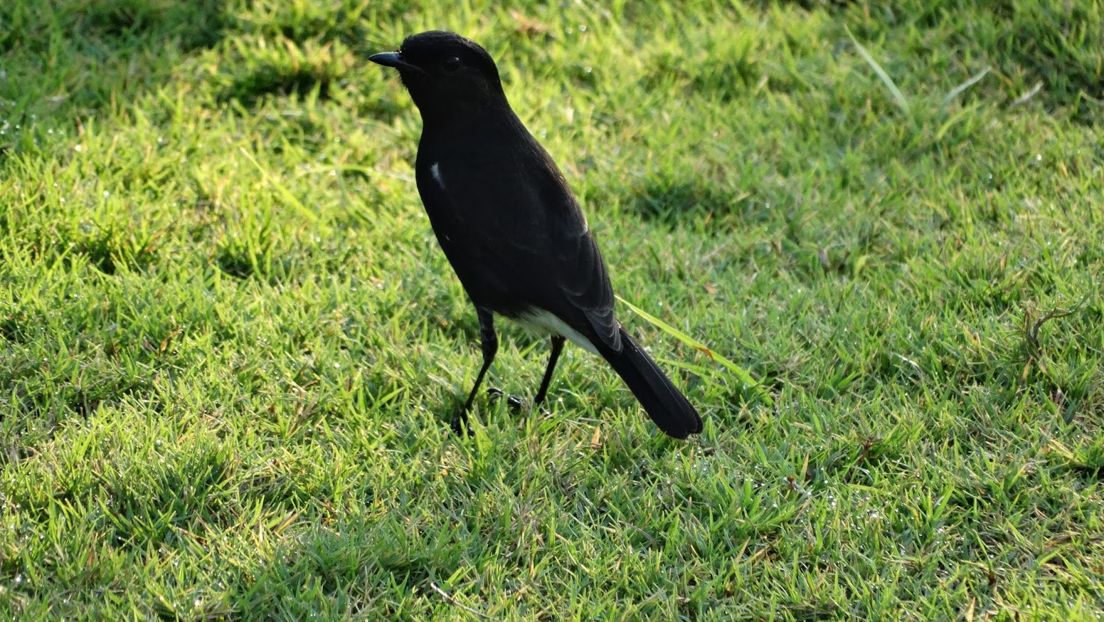 Birds of India: Birds of Kavdi Pat Pune