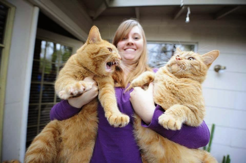 FriendsMediaLive: Giant Cats in the world :)