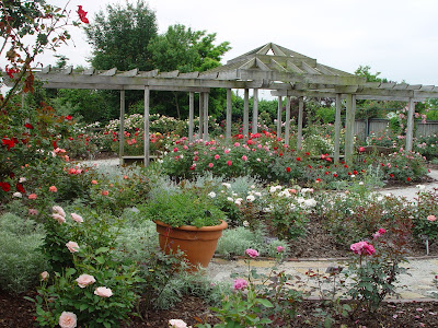 Coming Up Roses: Expert Rose Advice from Witherspoon Rose Culture: Rose ...