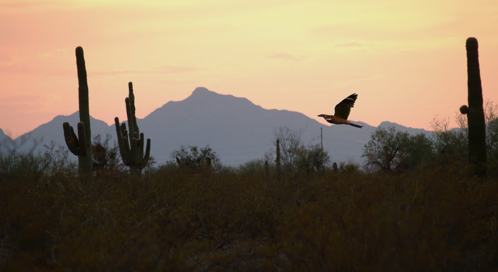 Arizona: Beetles, Bugs, Birds and more: Night Hawks