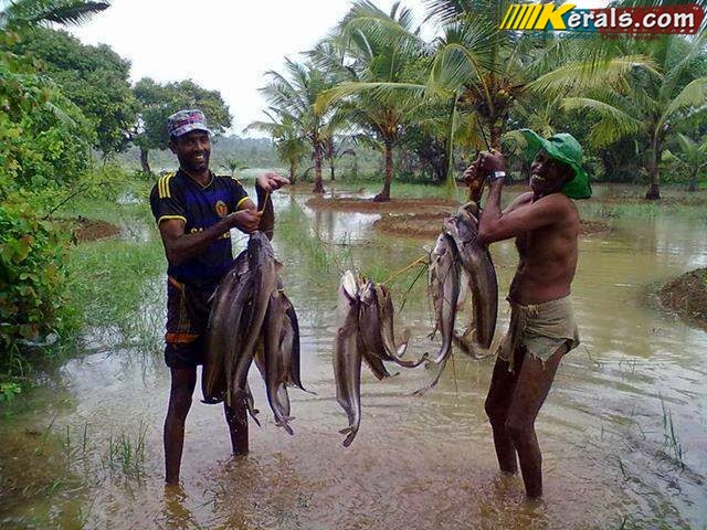 River Fish In Kerala
