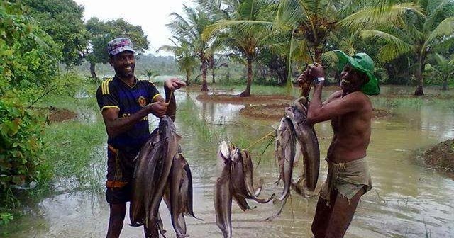 Kerala Tourism: Kerala Fish Varieties both Fresh water and Sea Fish