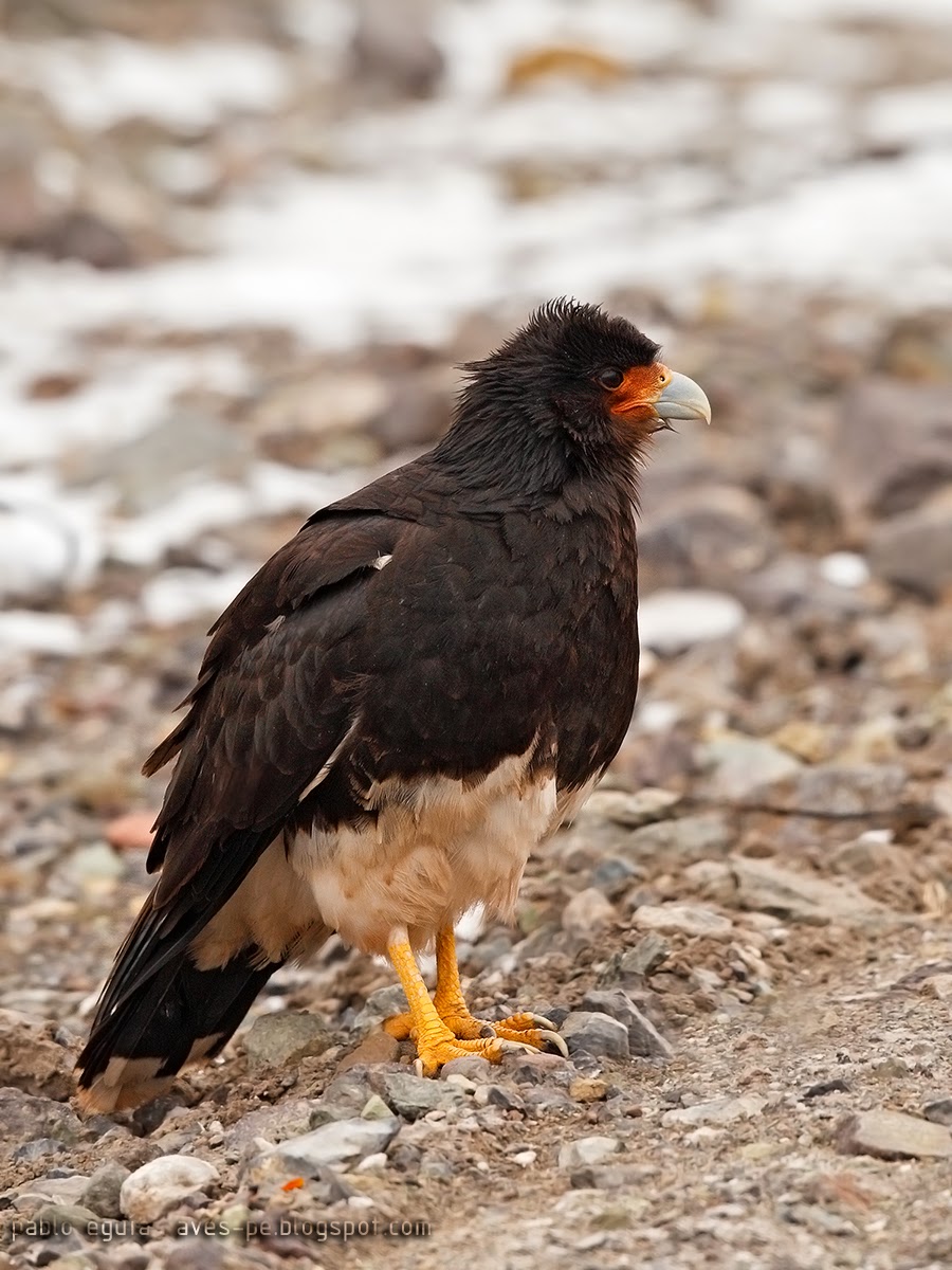 mis fotos de aves: Phalcoboenus megalopterus Matamico Andino Mountain ...