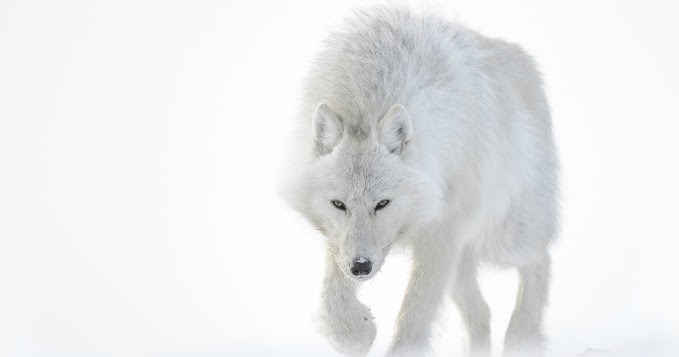 White Wolf : Arctique: Photographer captures beautiful imagery of ...