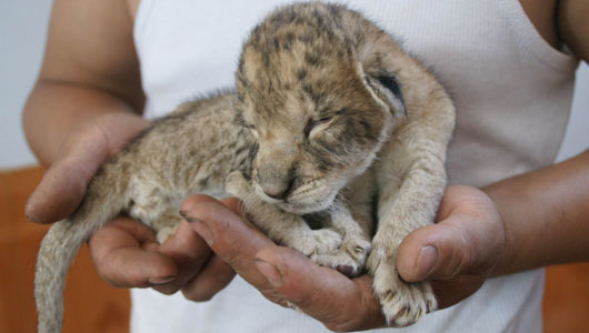 Sterzoeker: Jonge Lijgers