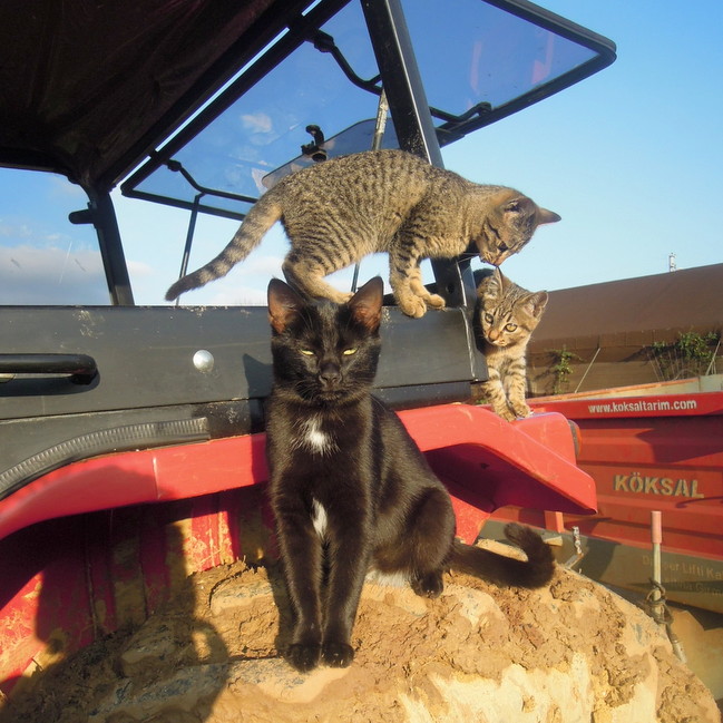 chowgypsy: Cats on a Farm: Where you want to be.