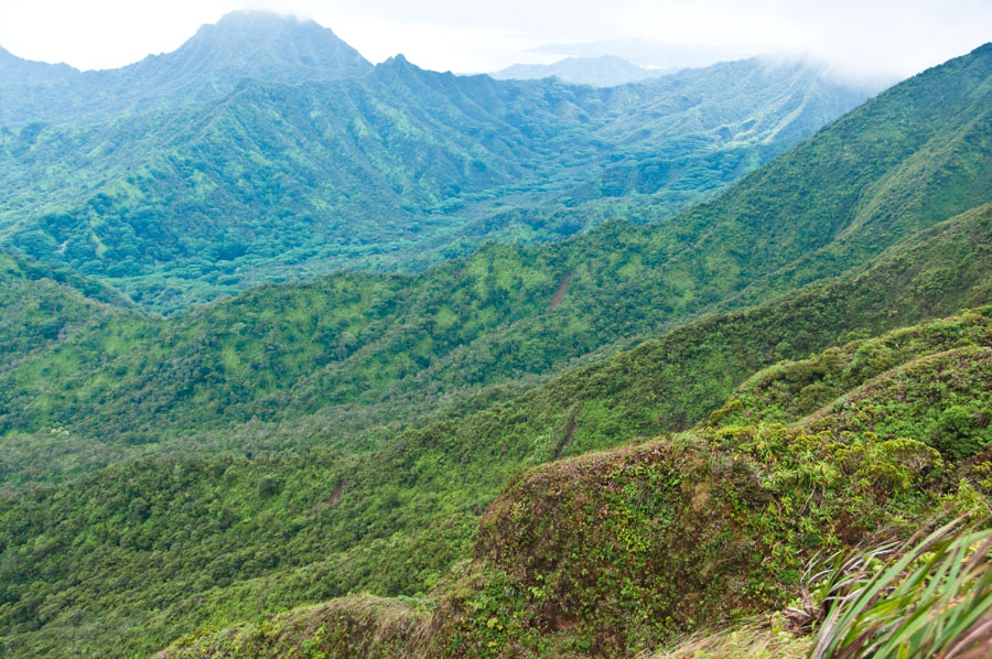 HikeOneHikeAll Hawaii: Poamoho Ridge
