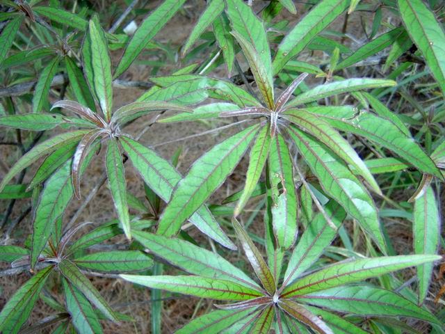 Benjoin | Flore de l’île de la Réunion