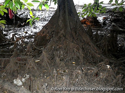 tHE tiDE cHAsER: Tumu Merah (Bruguiera gymnorhiza)
