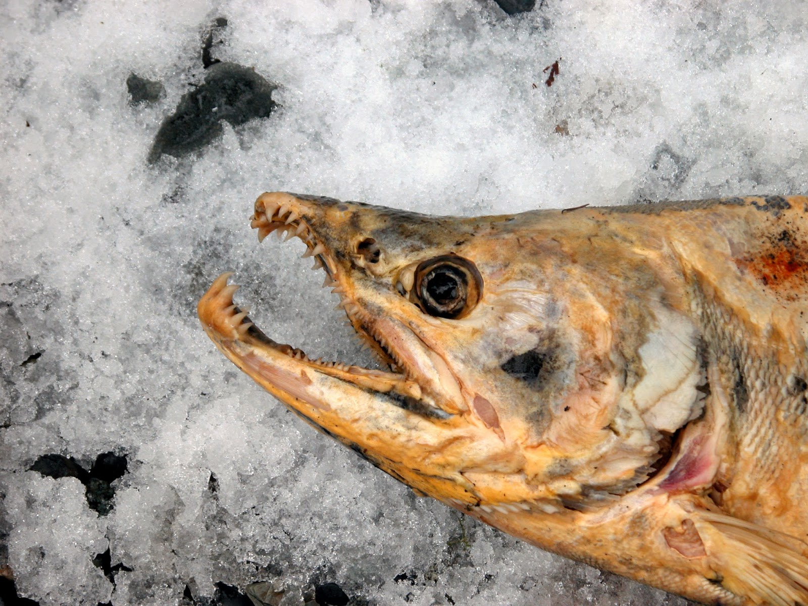 There Are No Good People: People Injured in Fish Attack