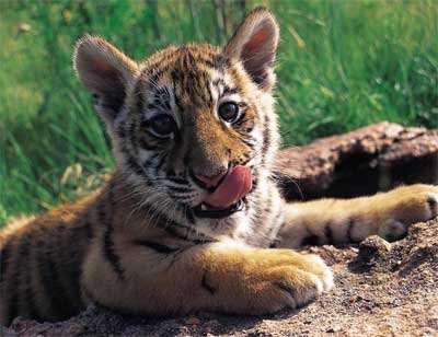 Tigres do Brasil FC