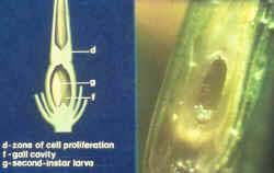 Rice insect pest in Bangladesh: Rice insect pest