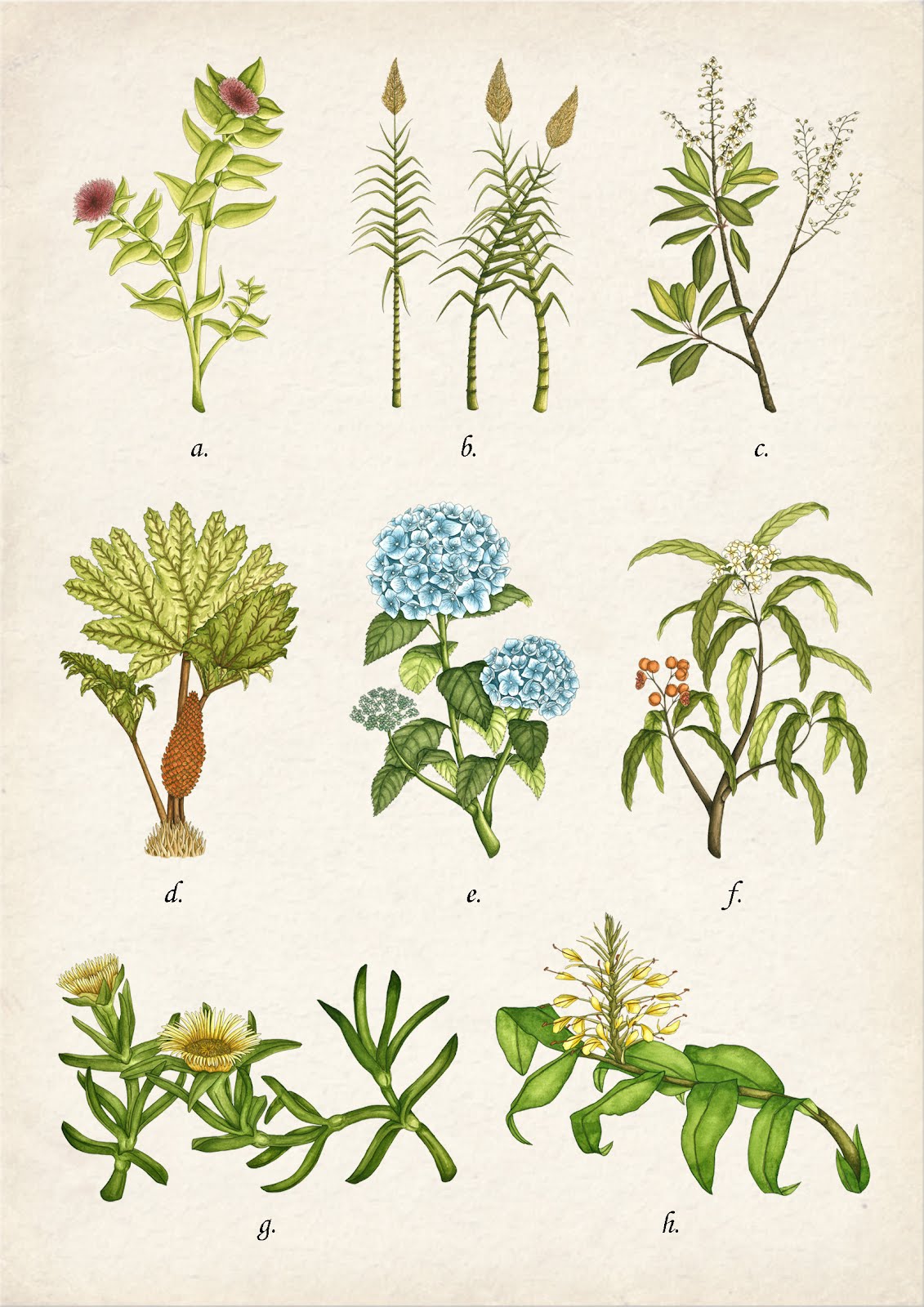 Flora invasora de las Islas Azores - Mireia Espuñes Capdevila